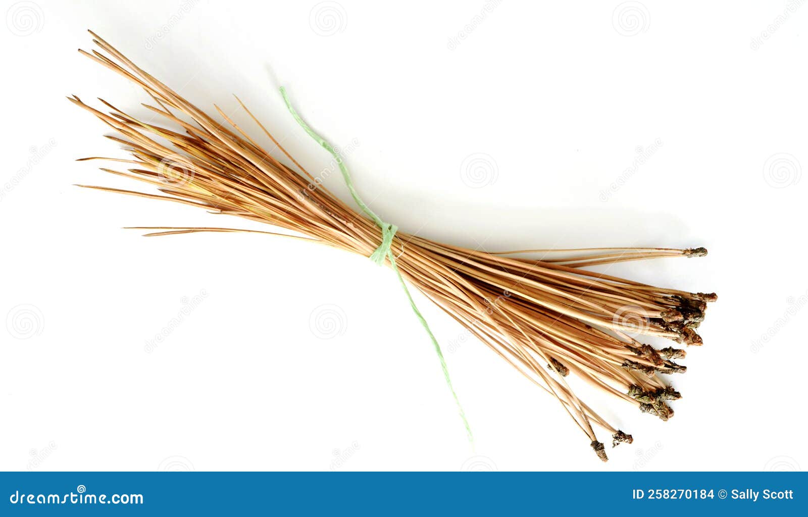 Jeffrey Pine Trees Forest On Mammoth Scenic Loop Road In Mammoth Lakes ...