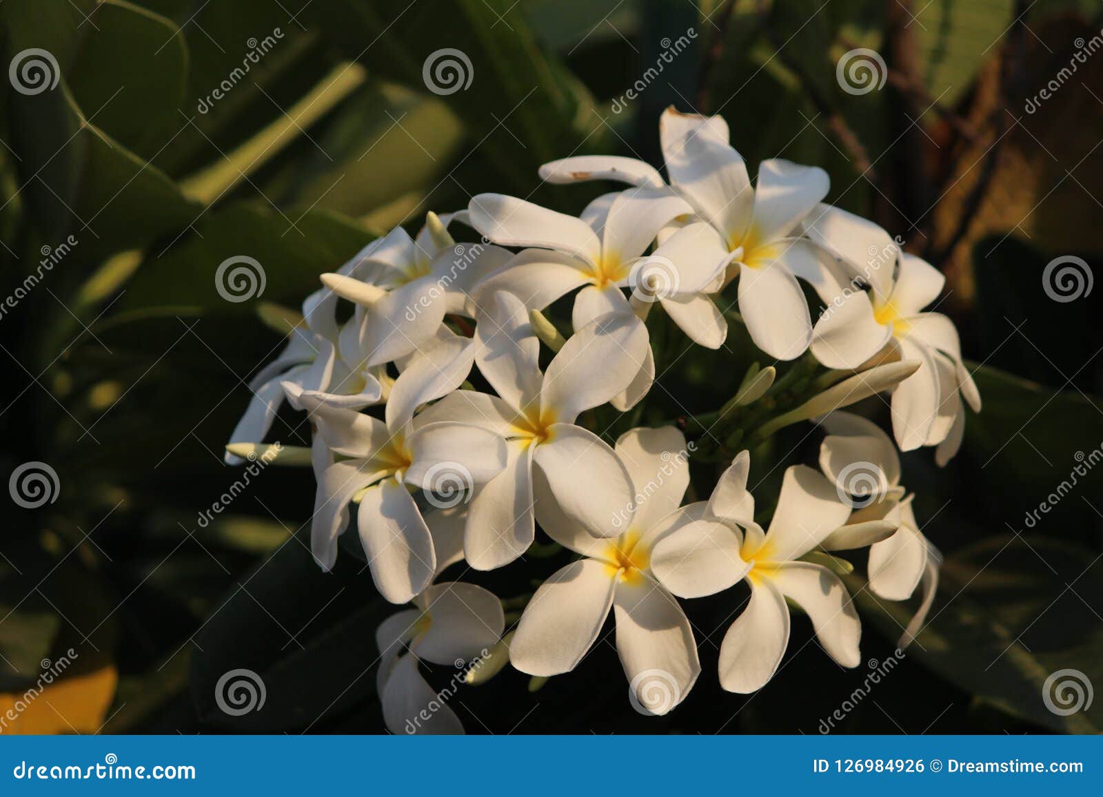 Flowers stock photo. Image of bundle, joined, strength - 126984926