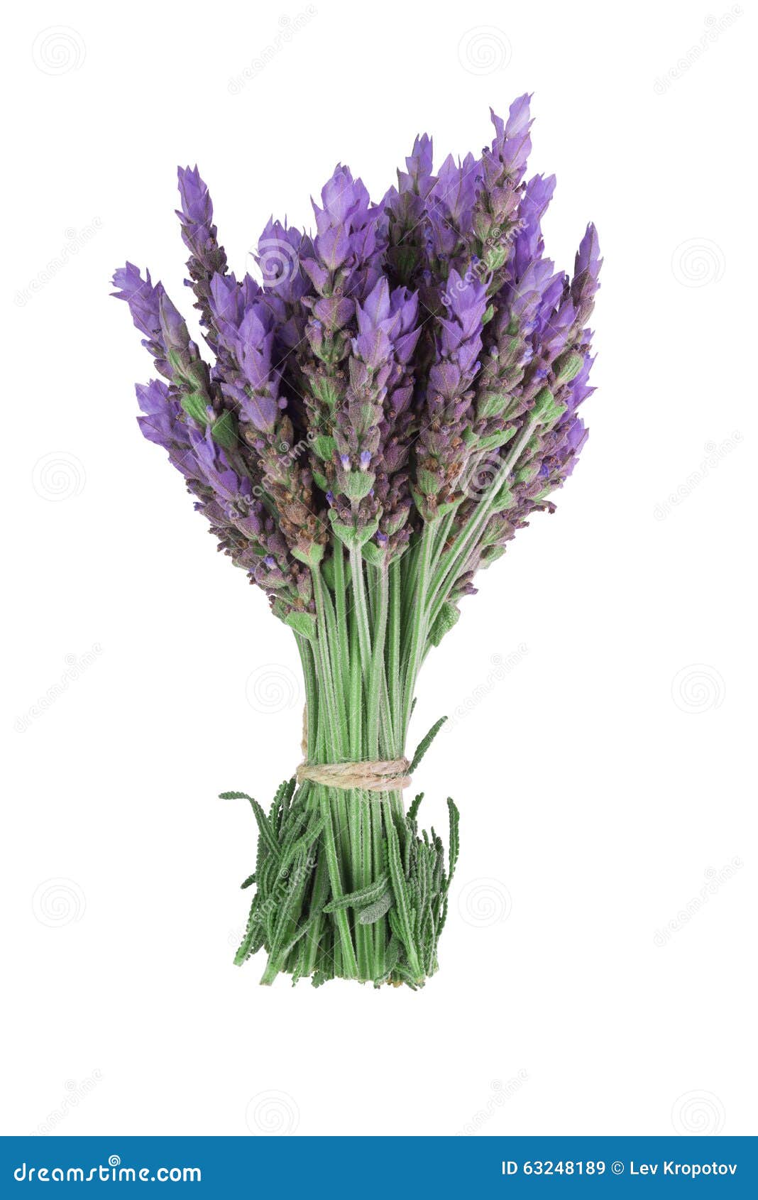 Bundle of lavender stock image. Image of aromatic, lavender - 63248189