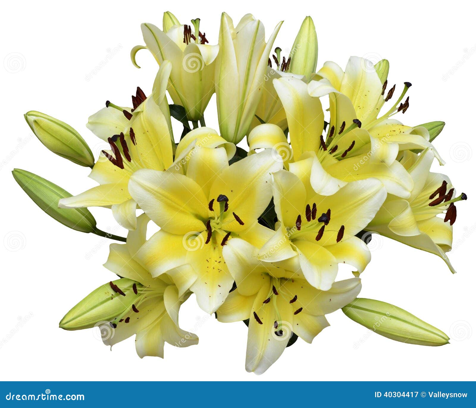 A bundle of Lily stock image. Image of beauty, happiness - 40304417