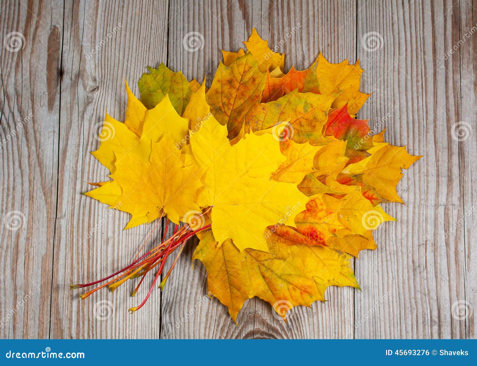 Bundle of Maple Leaves on Wood Stock Photo - Image of bunch, heap: 45693276
