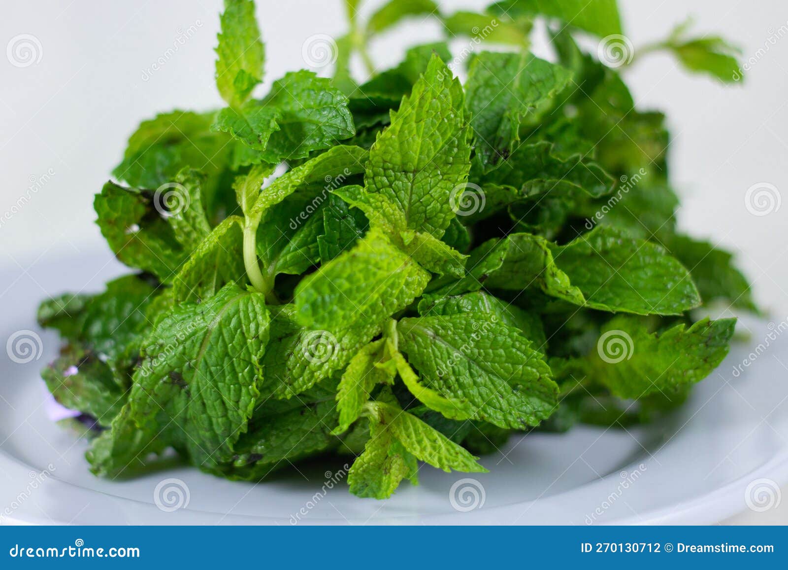 Bundle of Mint on a plate stock photo. Image of white - 270130712
