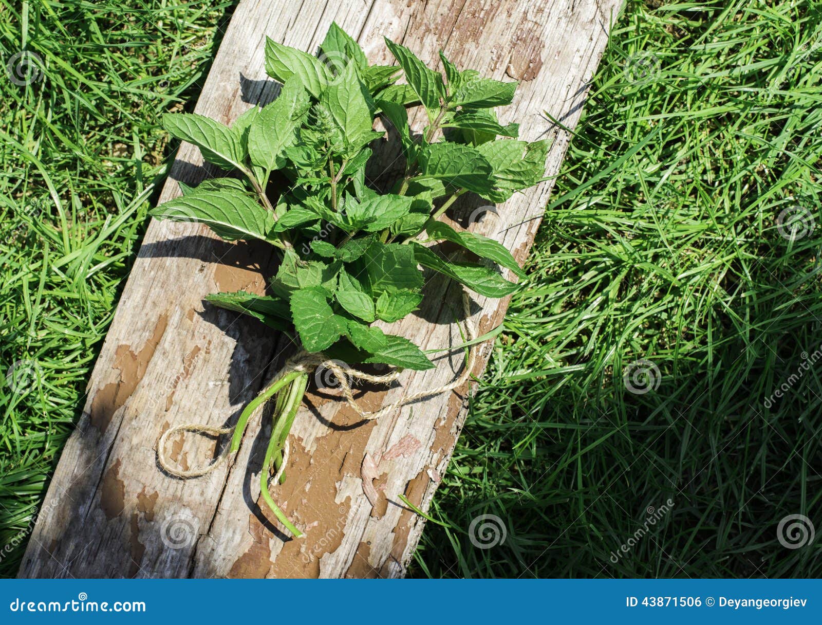 Bundle mint stock photo. Image of isolated, green, organic - 43871506