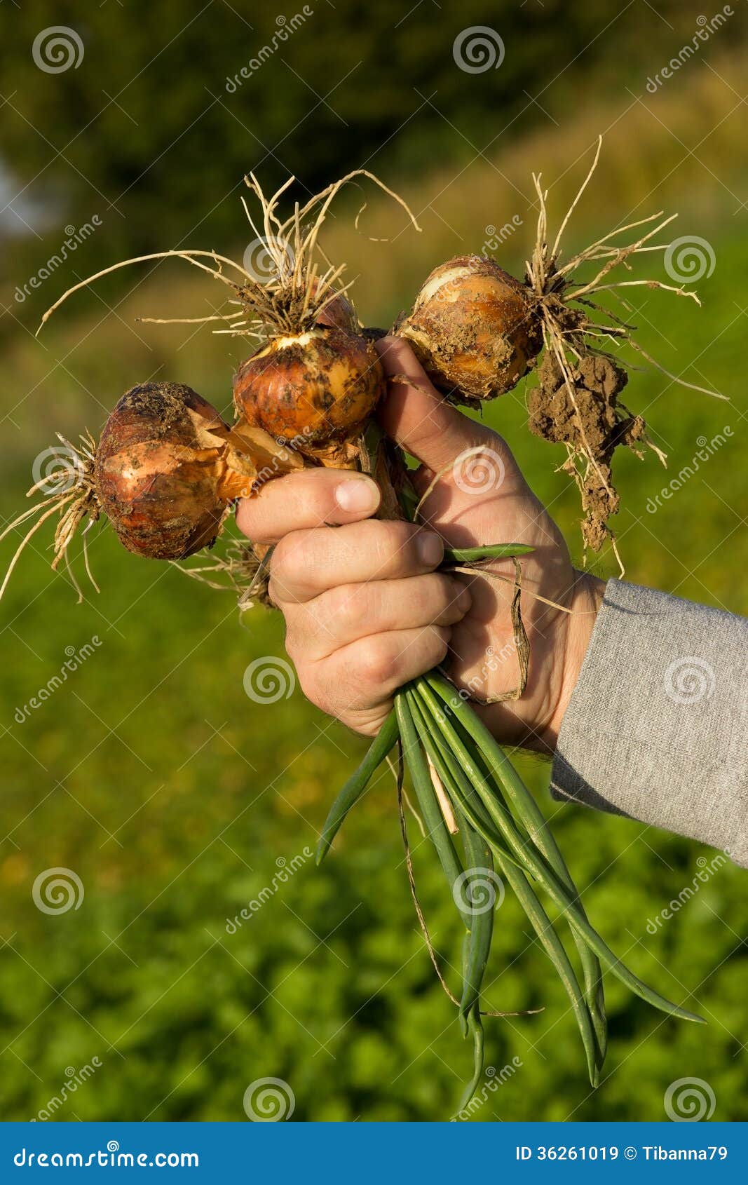 Bundle of onion stock image. Image of vegans, fresh, hand - 36261019