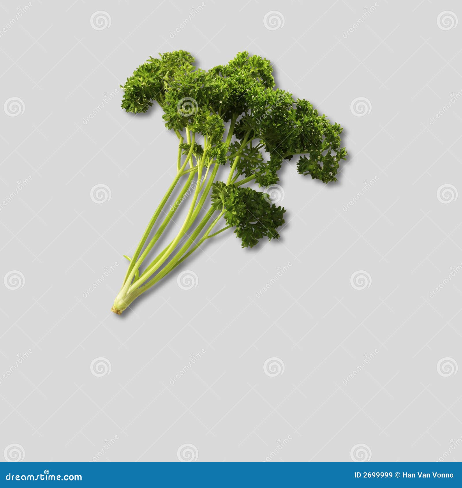 Bundle parsley stock image. Image of bright, cooking, herb - 2699999