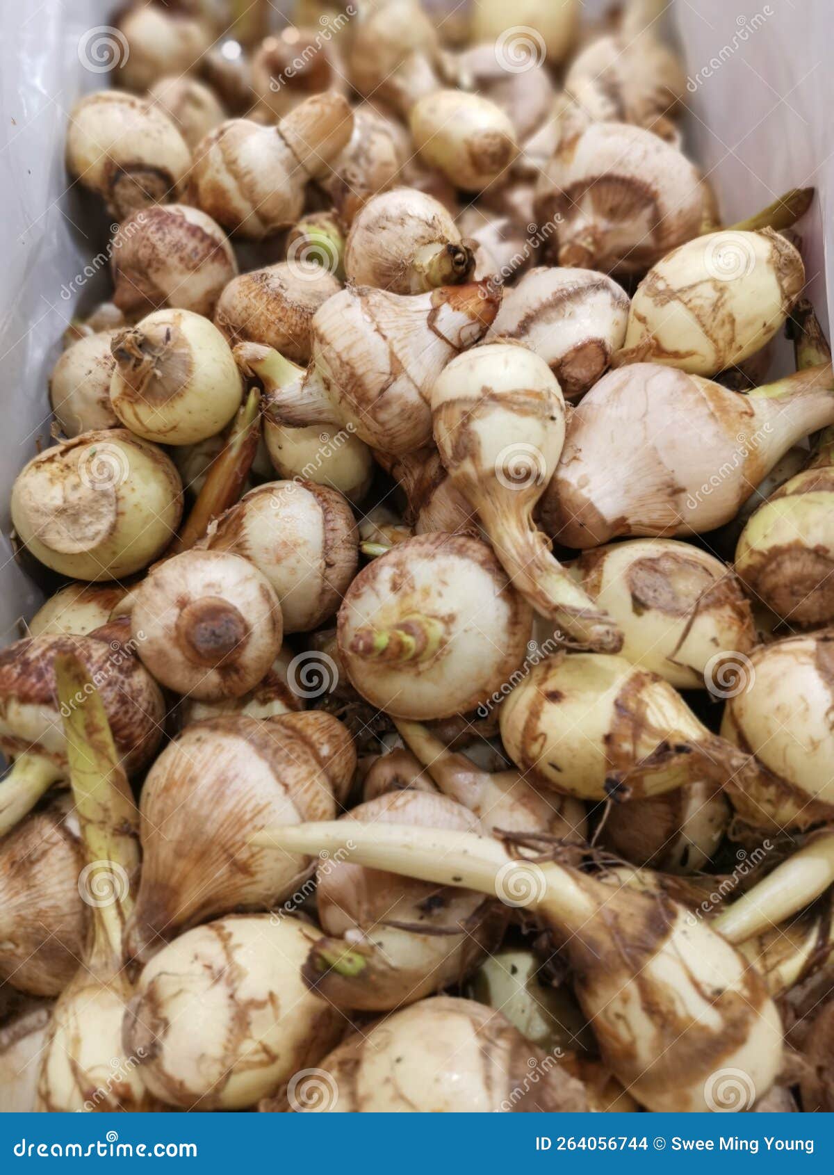Bundle of the Raw China Arrowhead Stock Photo - Image of root, trifolia ...
