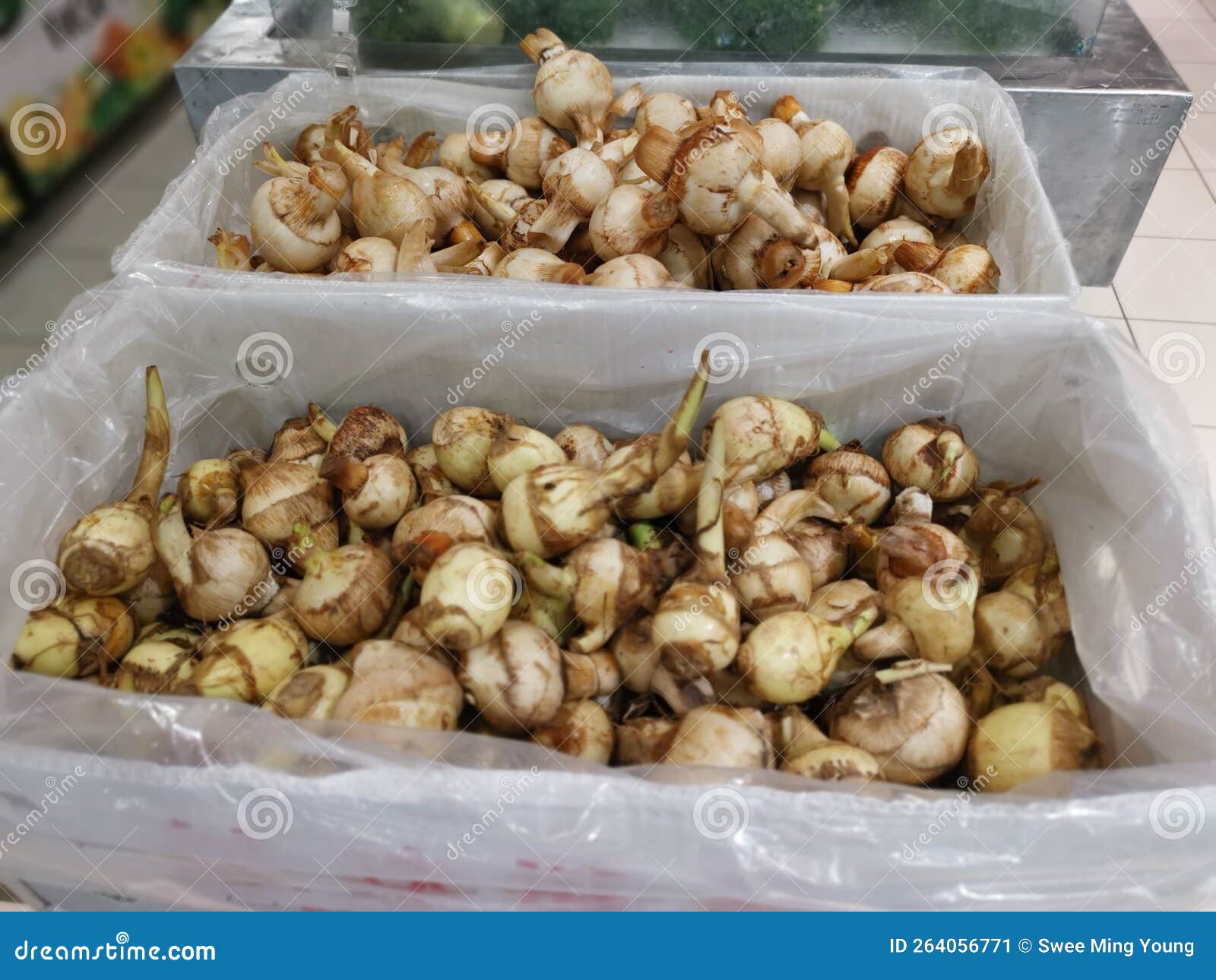 Bundle of the Raw China Arrowhead Stock Image - Image of kuwai ...