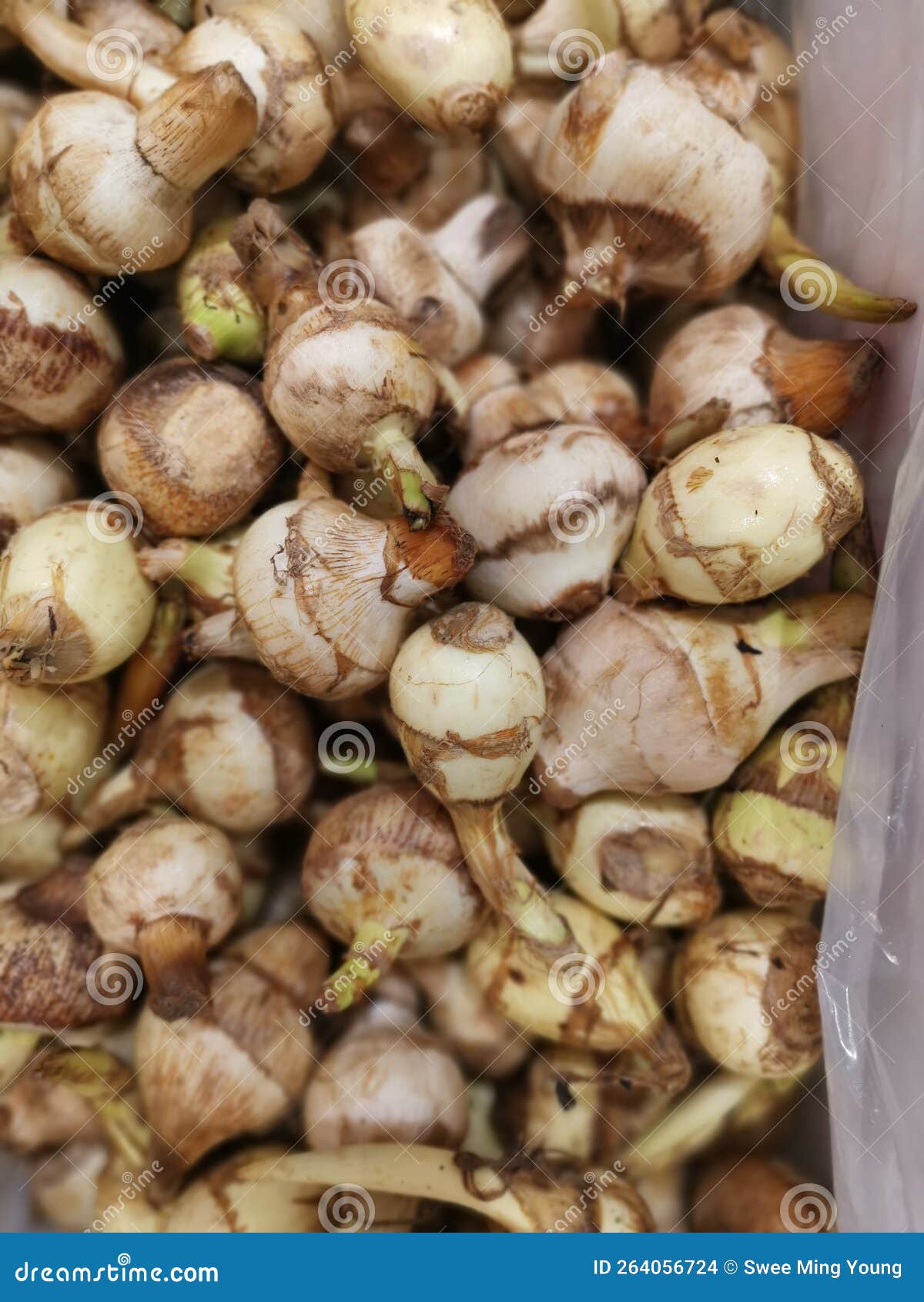 Bundle of the Raw China Arrowhead Stock Photo - Image of food, market ...