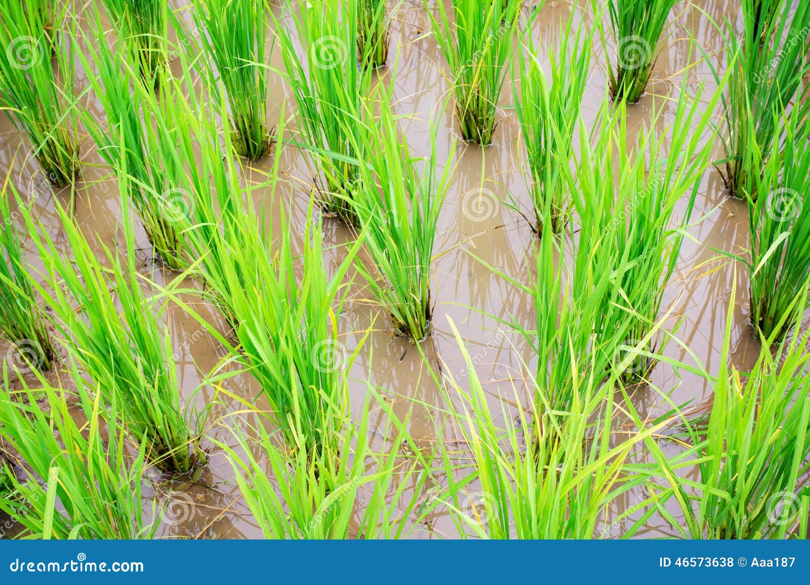Bundle of rice stock photo. Image of environment, food - 46573638