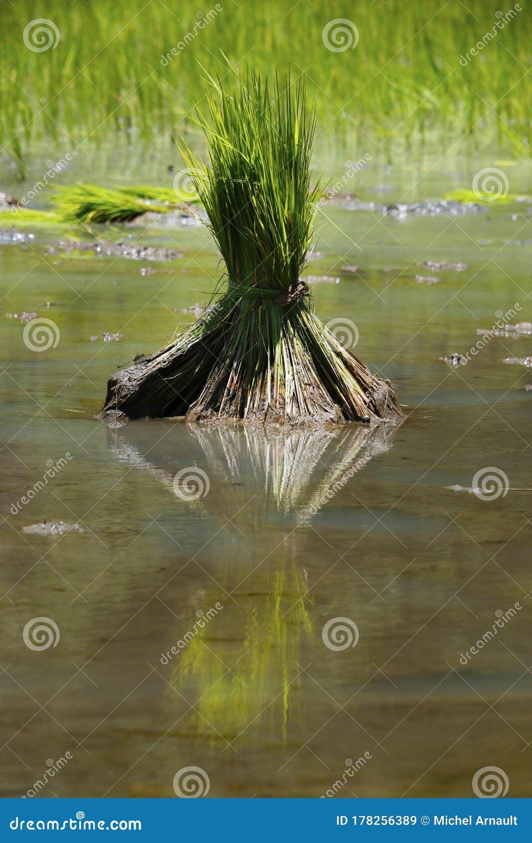 Bundle of Rice in Rice Field Stock Image - Image of growth, farm: 178256389
