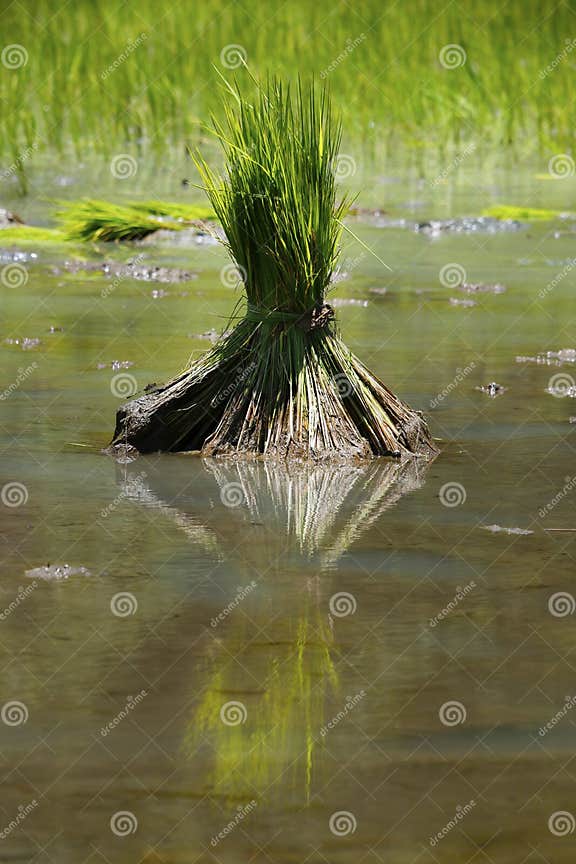 Bundle of Rice in Rice Field Stock Image - Image of growth, farm: 178256389