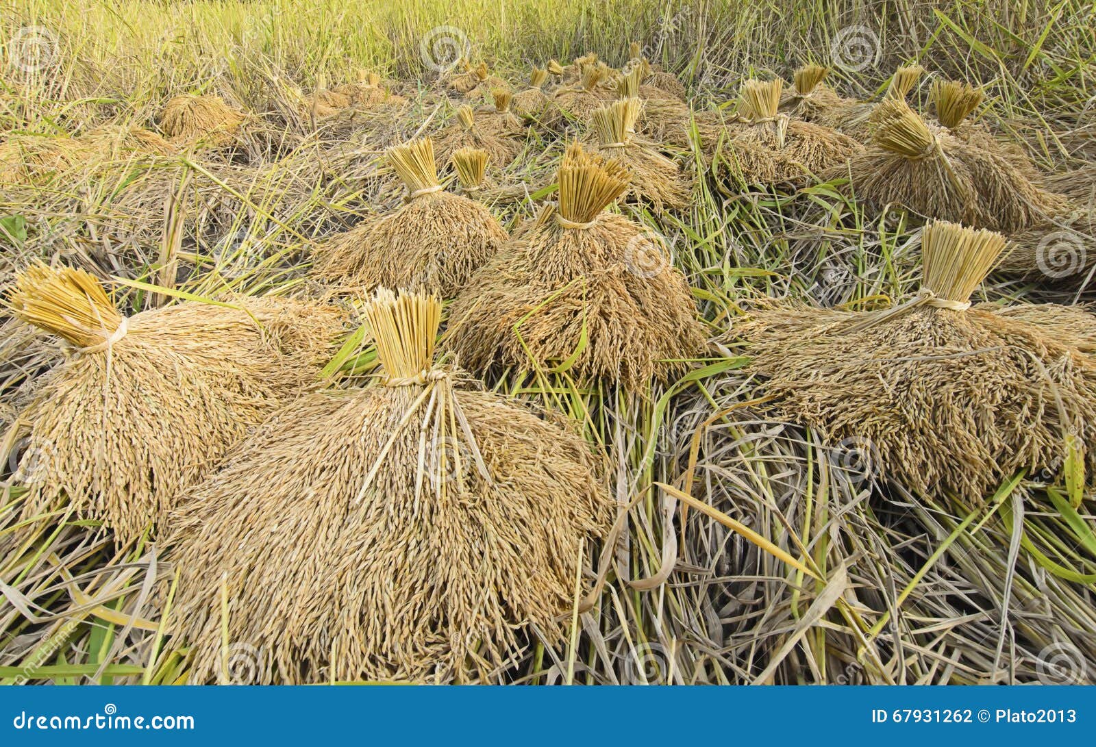 Bundle of Rice on the Rice Field Stock Photo - Image of plantation ...