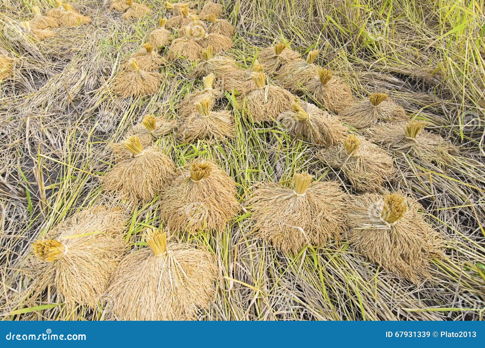 Bundle of Rice on the Rice Field Stock Image - Image of cultivation ...