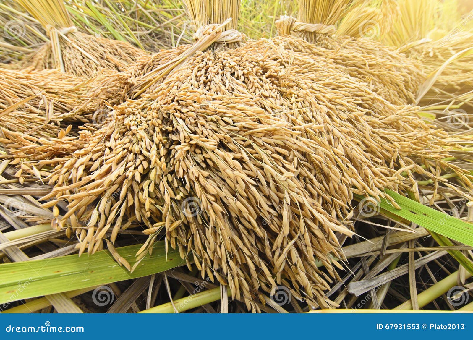 Bundle of Rice on the Rice Field Stock Image - Image of rice, paddy ...