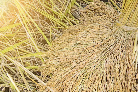 Bundle of Rice on the Rice Field Stock Photo - Image of grow, plant ...