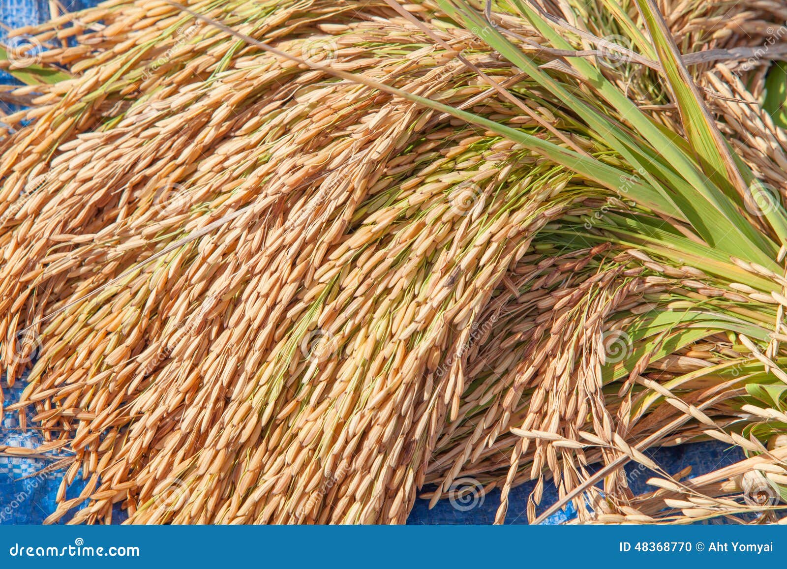 Bundle of Rice on the Rice Field Stock Photo - Image of laos, crop ...