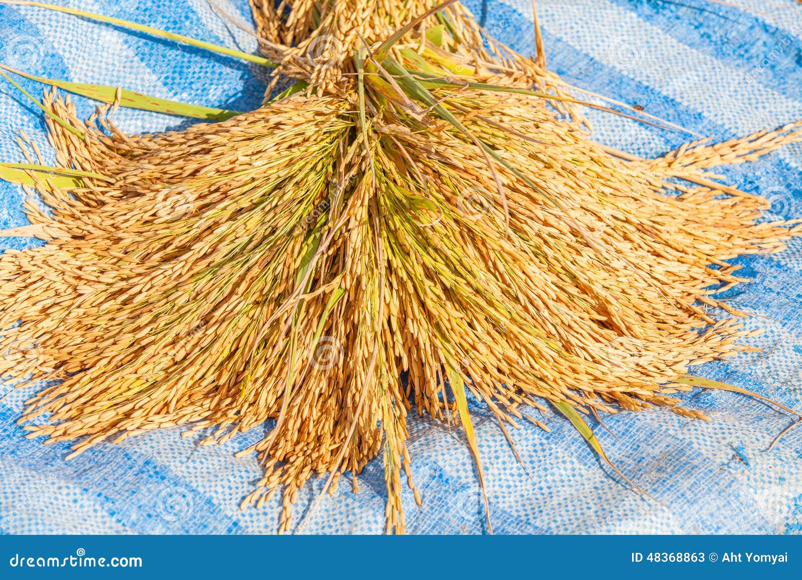 Bundle of Rice on the Rice Field Stock Image - Image of paddy, blue ...