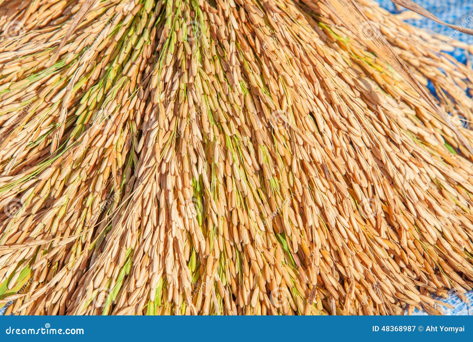 Bundle of Rice on the Rice Field Stock Image - Image of laos, farming ...