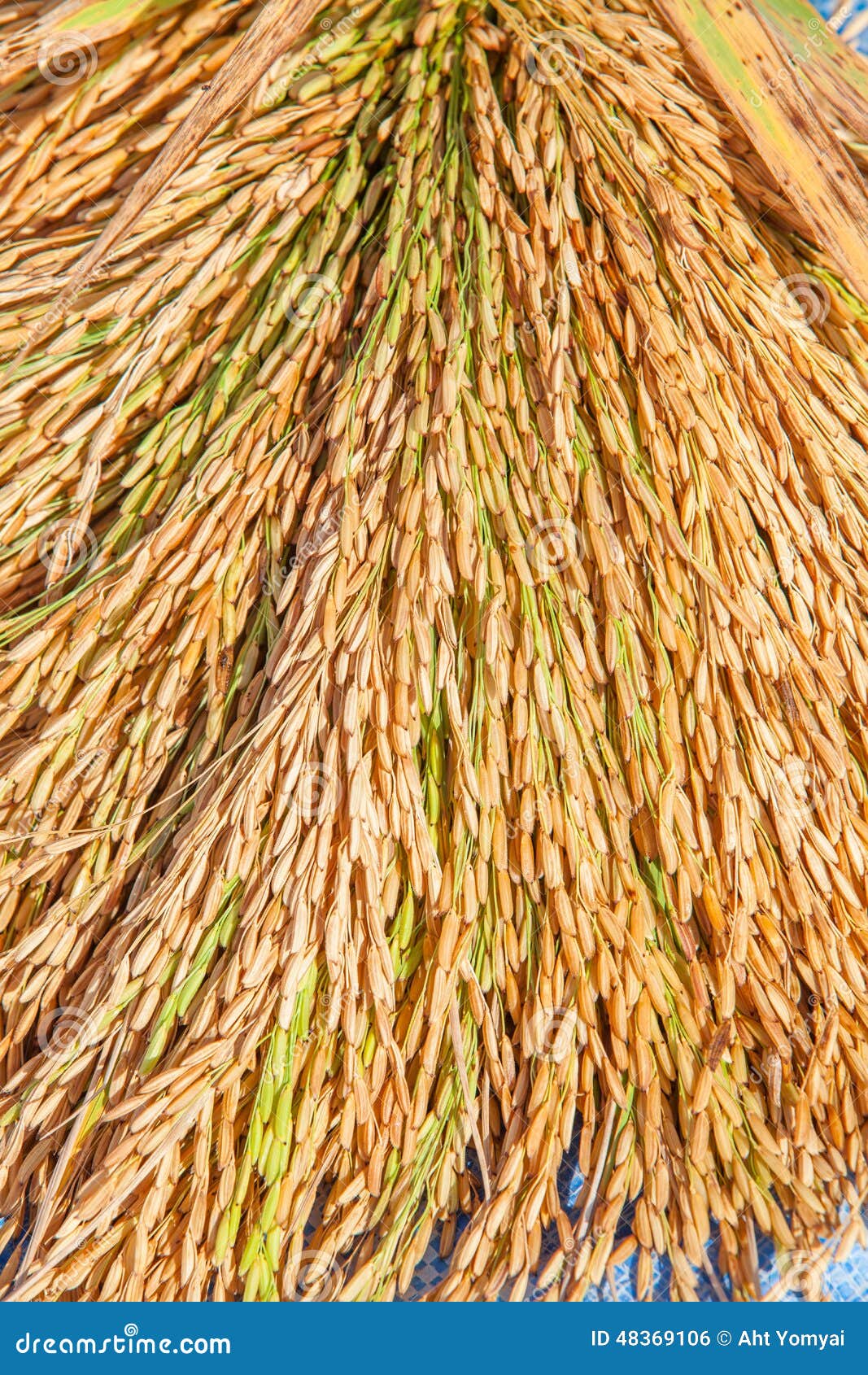 Bundle of Rice on the Rice Field Stock Photo - Image of grain, growing ...