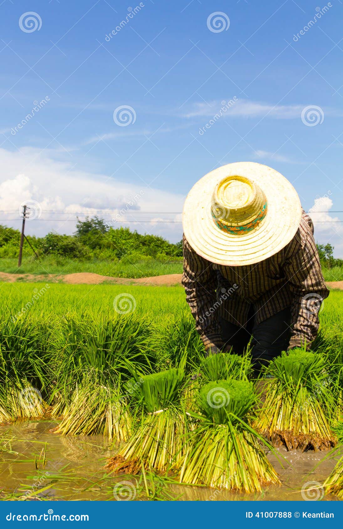 Bundle of rice seedlings stock photo. Image of creative - 41007888