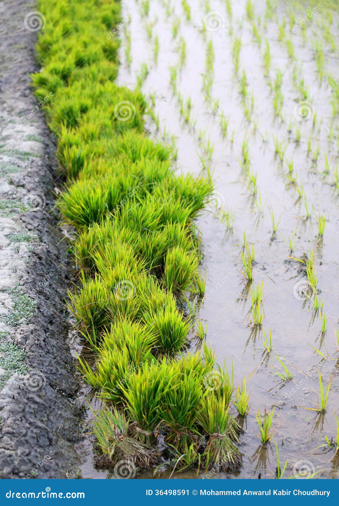 Bundle of Rice Seedlings in Rural Agriculture Field Stock Image - Image ...