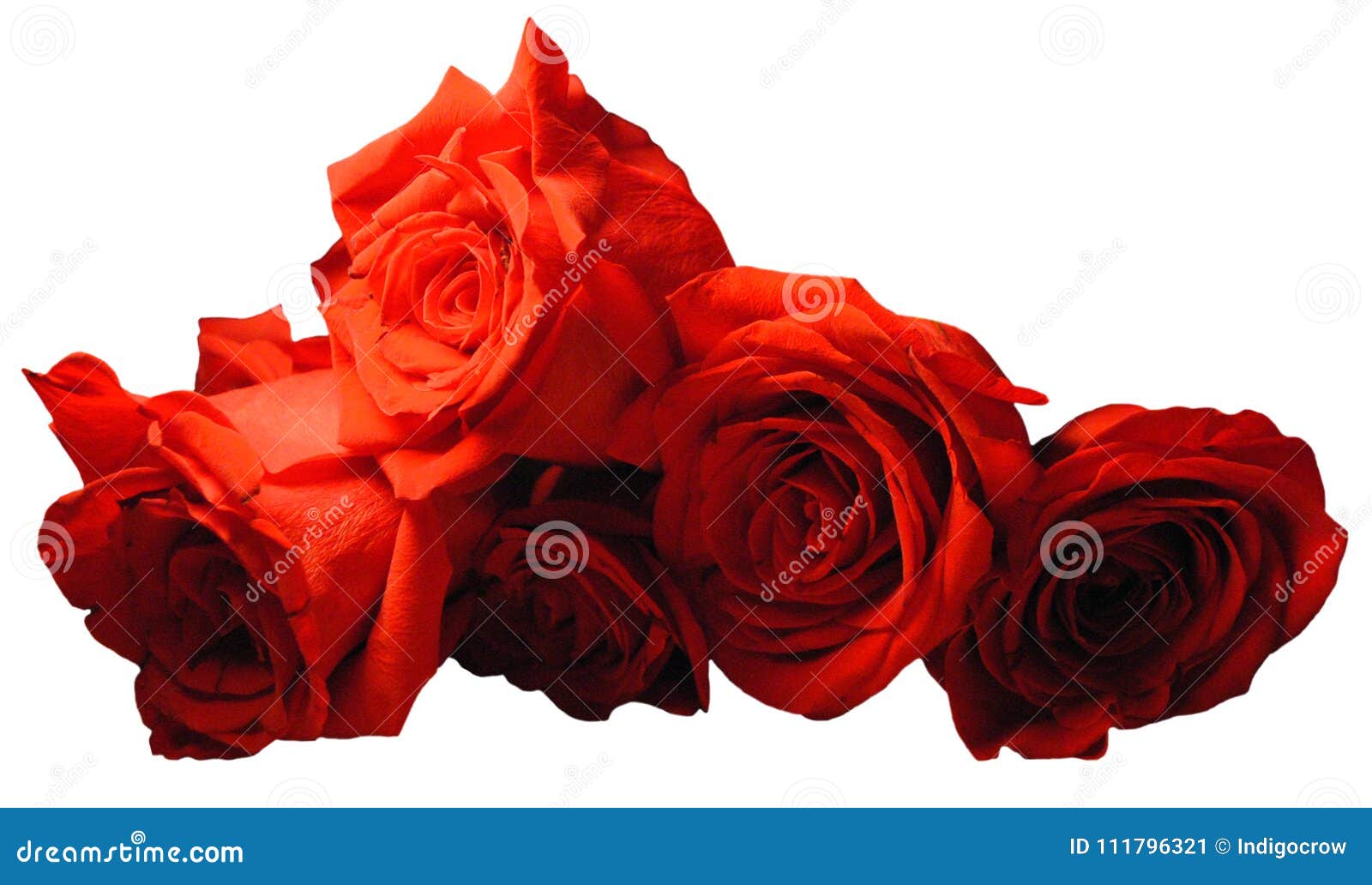 Bundle of Roses stock image. Image of background, white - 111796321