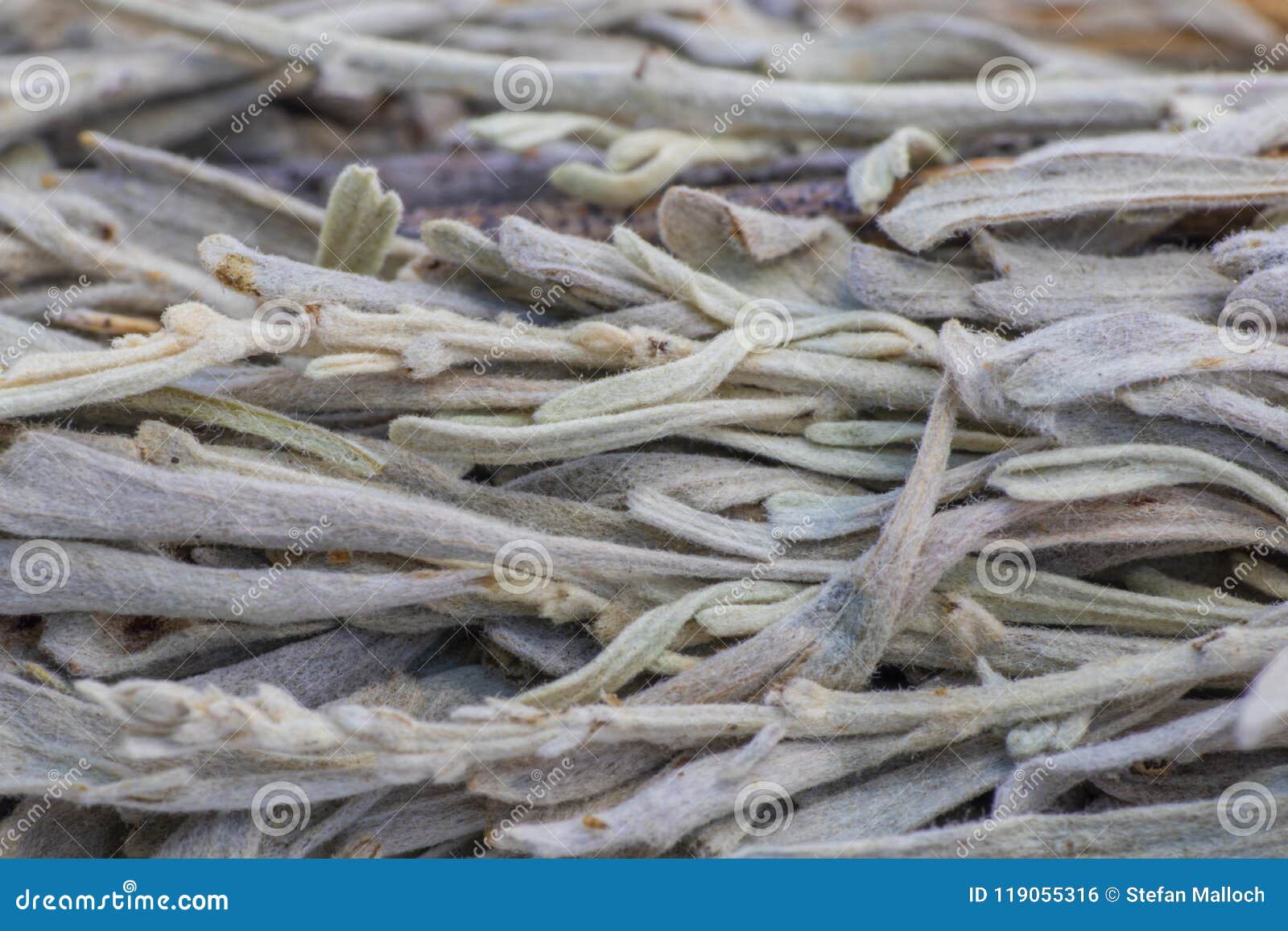 A Bundle of Sage Close Up stock photo. Image of heal - 119055316