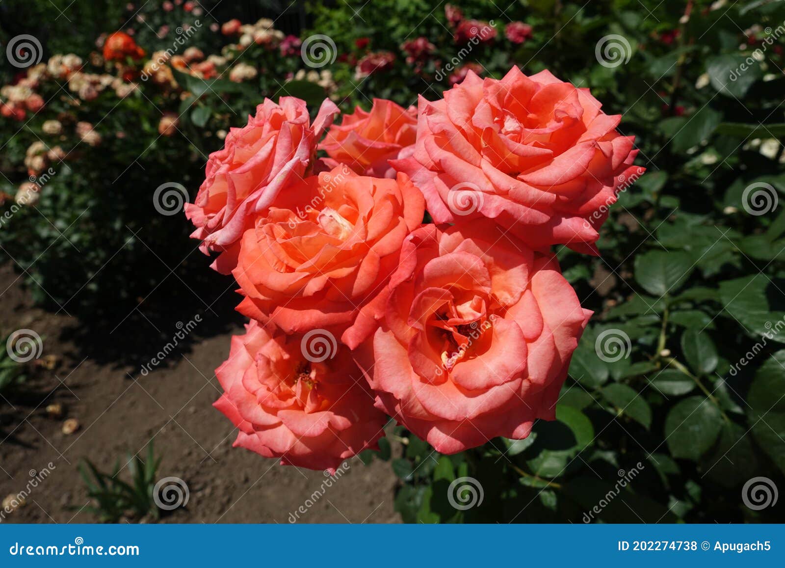 Bundle of Salmon Pink Flowers of Roses Stock Photo - Image of pastel ...