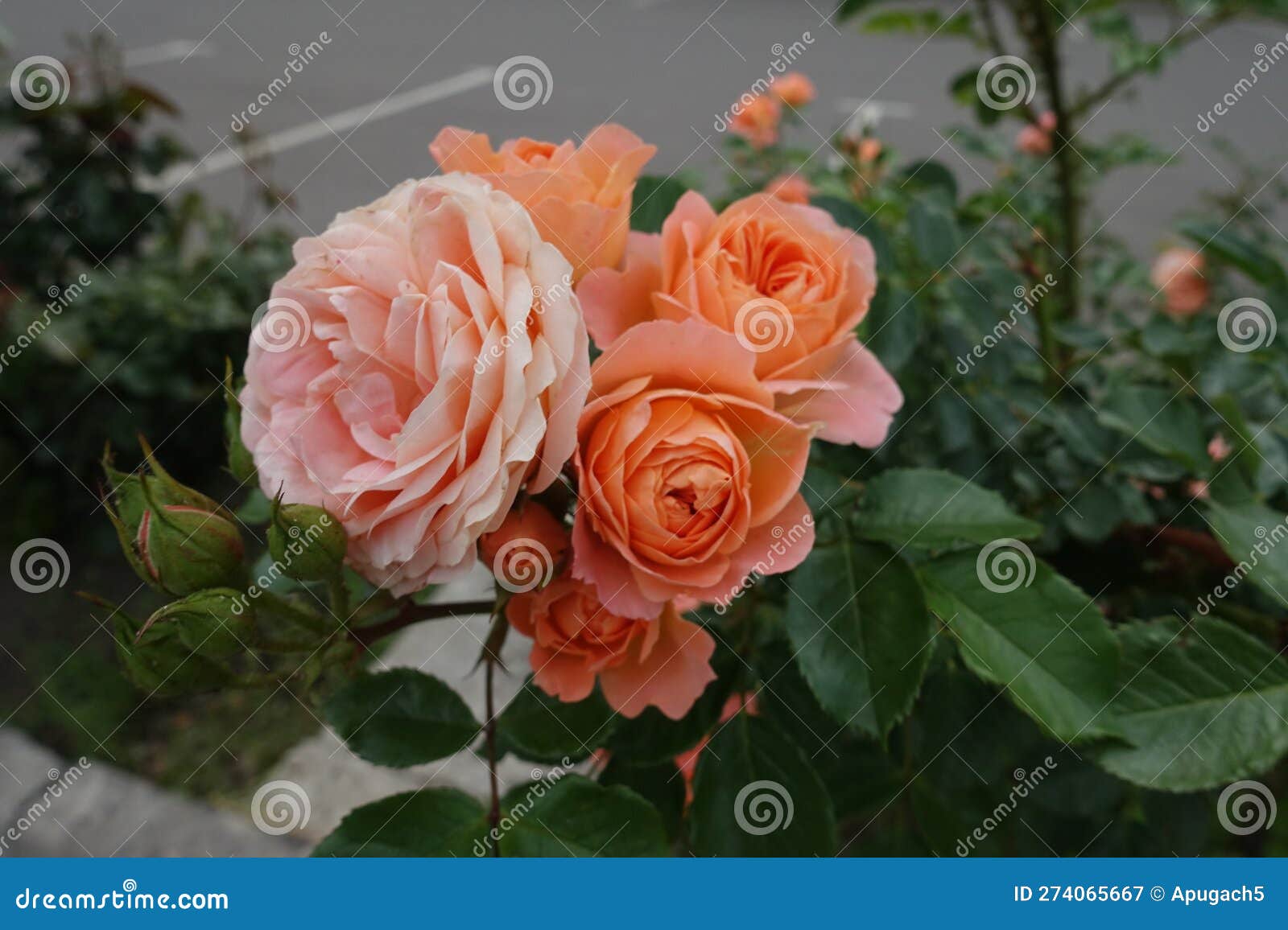 Bundle of Salmon Pink Flowers of Roses Stock Image - Image of shrub ...