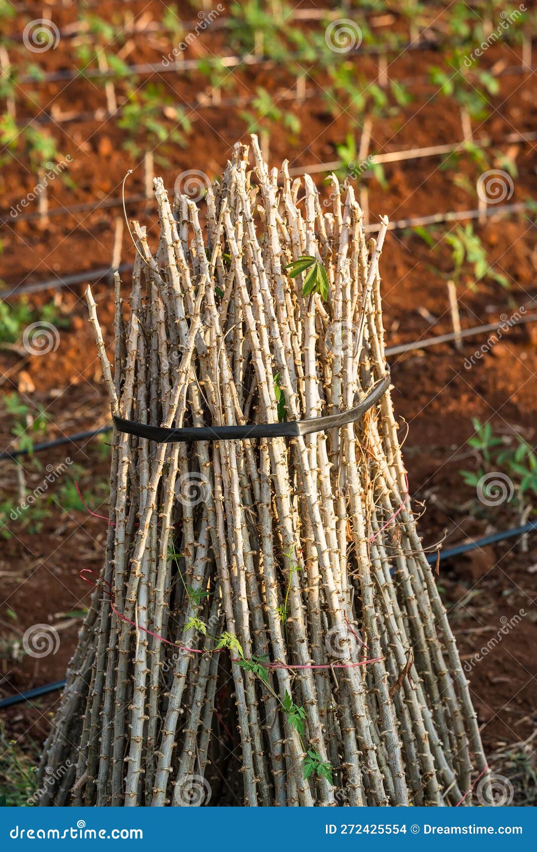 Bundle Of Stems Of Cassavagrow Cassava Preparing For Cassava Field Planting Bunches Of