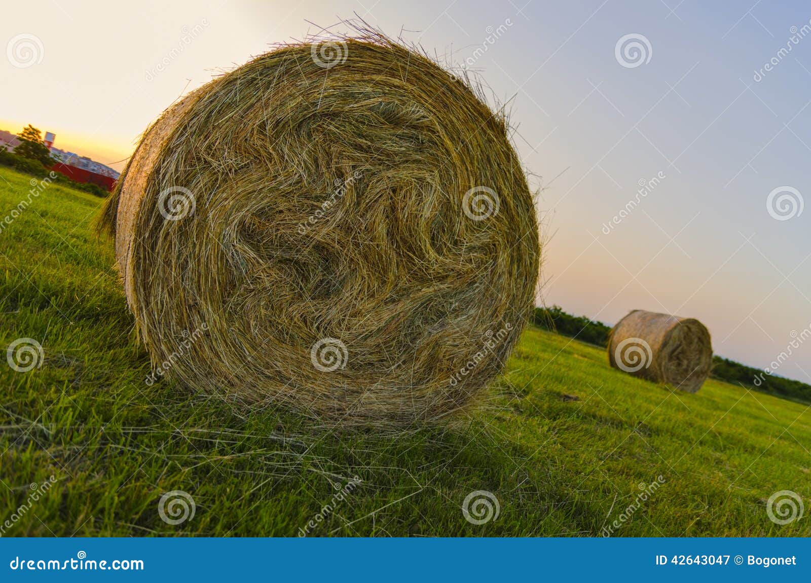 Bundle of straws stock image. Image of bundle, straw - 42643047