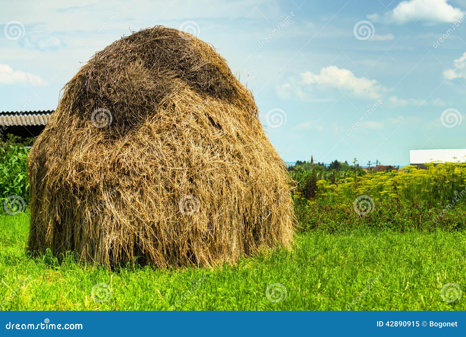 Bundle of straws stock image. Image of farming, straw - 42890915