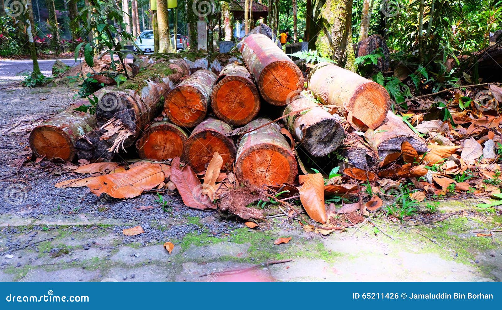 A bundle of timber tree stock photo. Image of bundle - 65211426