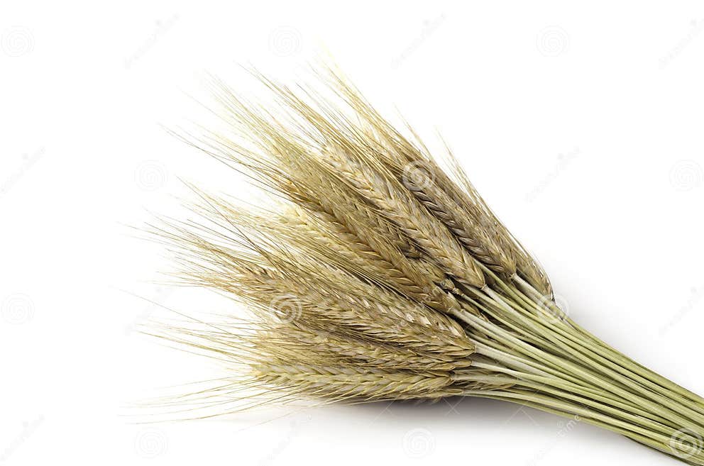 Bundle of wheat stock image. Image of farm, crop, harvest - 19982483