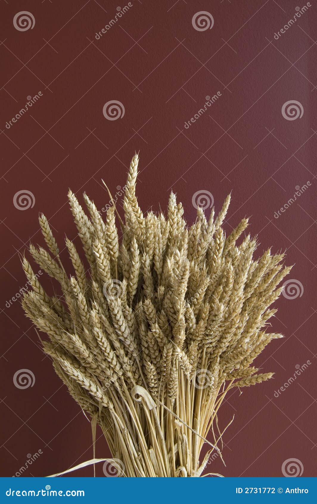 Bundle of Wheat stock photo. Image of food, gold, vegetarian - 2731772