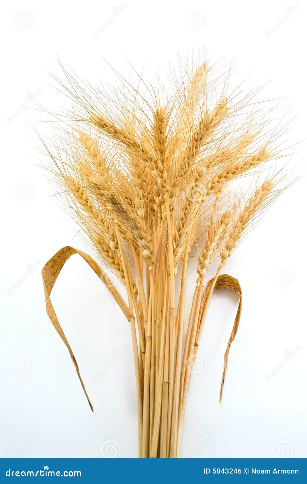 Bundle of Wheat stock photo. Image of grain, fertility - 5043246