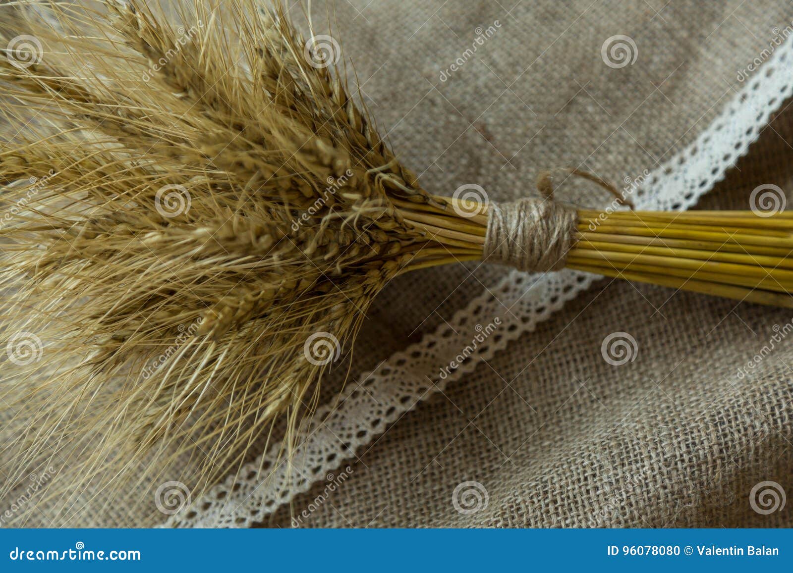 Bundle of wheat stock photo. Image of fascicle, corn - 96078080