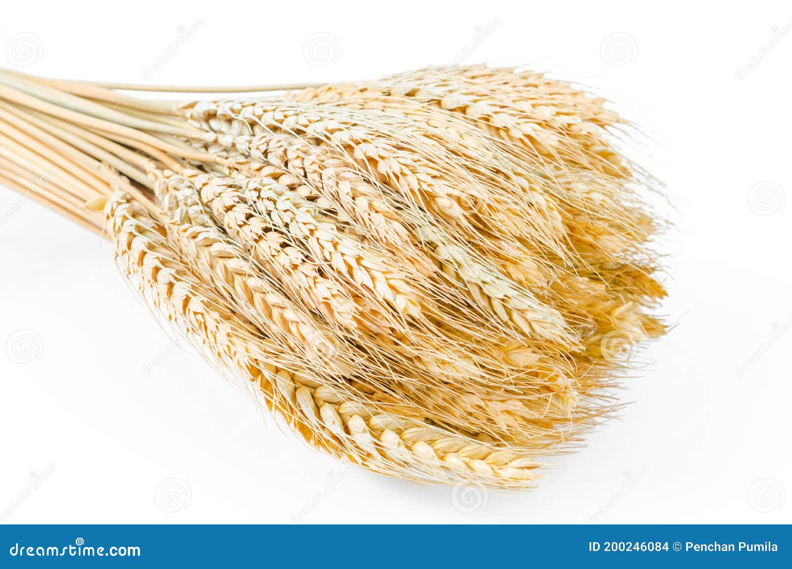 Bundle Of Dry Wheat Ear Put On Variety Kinds Of Natural Cereal And ...