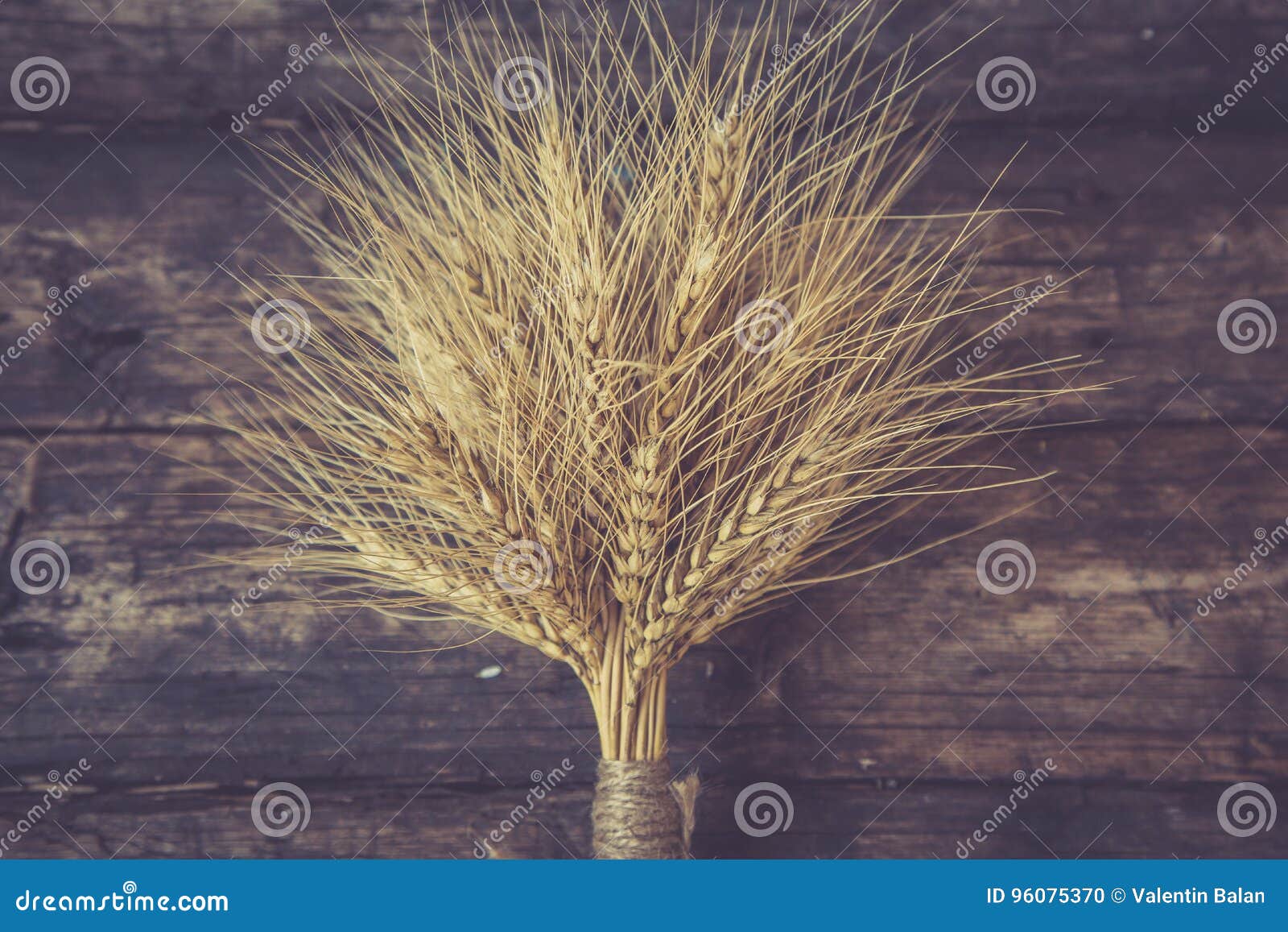 Bundle of wheat stock photo. Image of bunch, harvest - 96075370