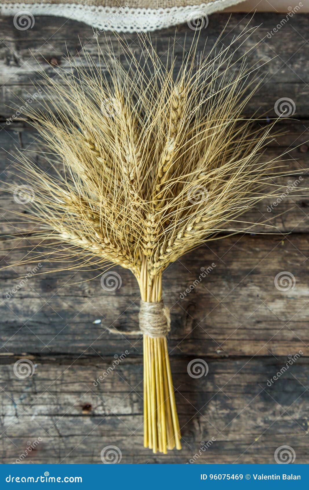 Bundle of wheat stock image. Image of beans, meal, harvesting - 96075469