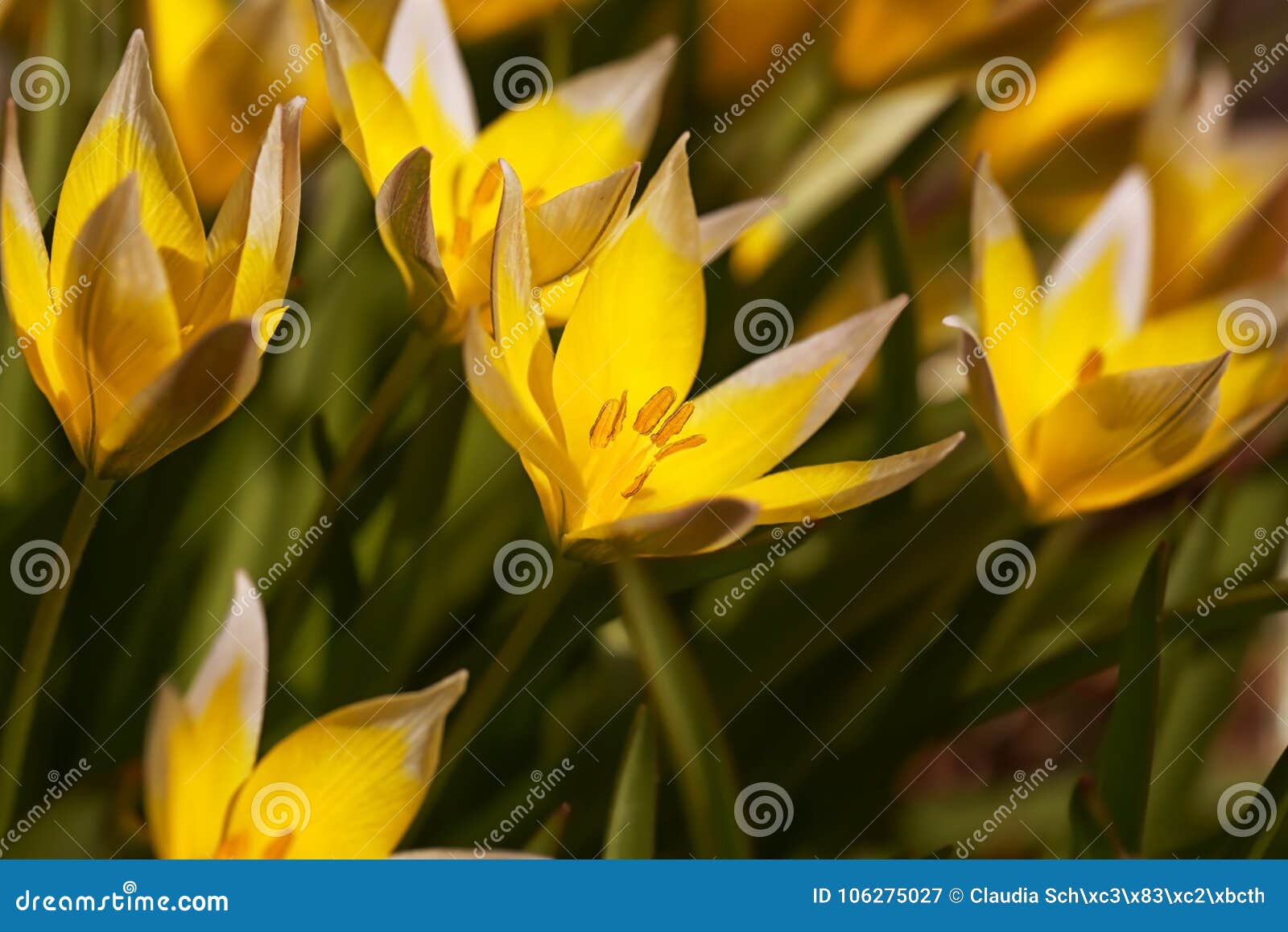 Tulipa Tarda Late Tulip Or Tarda Tulip With Inflorescence Of Yellow ...