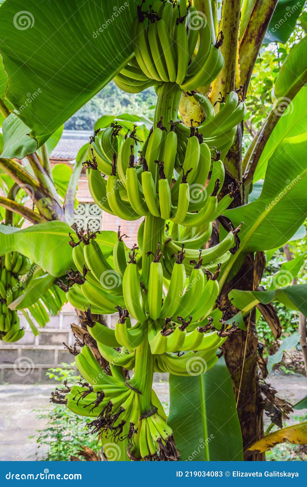 A Bundle of Young Banana on Banana Tree Stock Image - Image of ...
