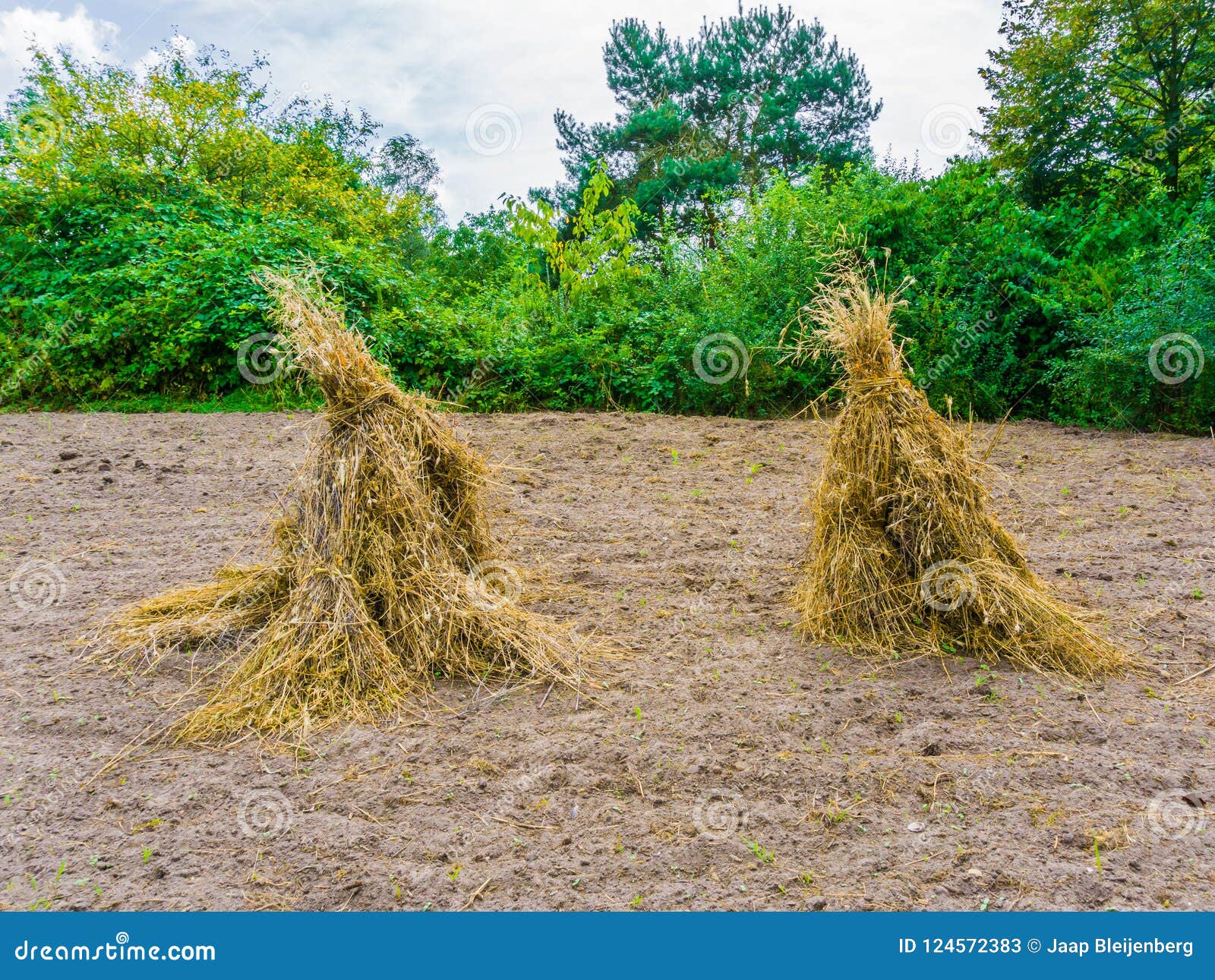 Bundled Hay Stacks on the Field in a Nature Landscape Stock Image ...