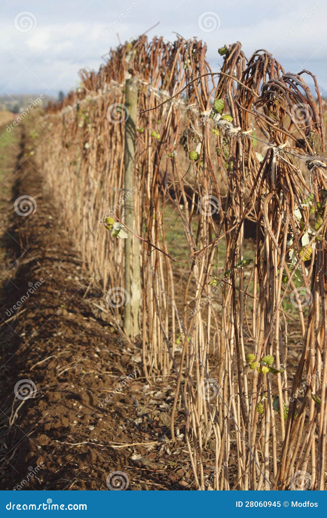 Bundled Raspberry Vines stock image. Image of season - 28060945