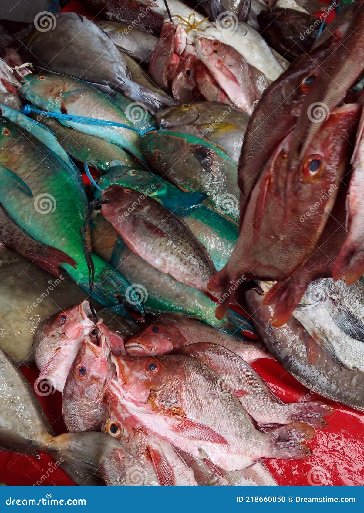Bundles of fish stock photo. Image of organism, dish - 218660050