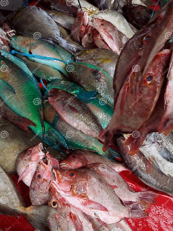 Bundles of fish stock photo. Image of organism, dish - 218660050