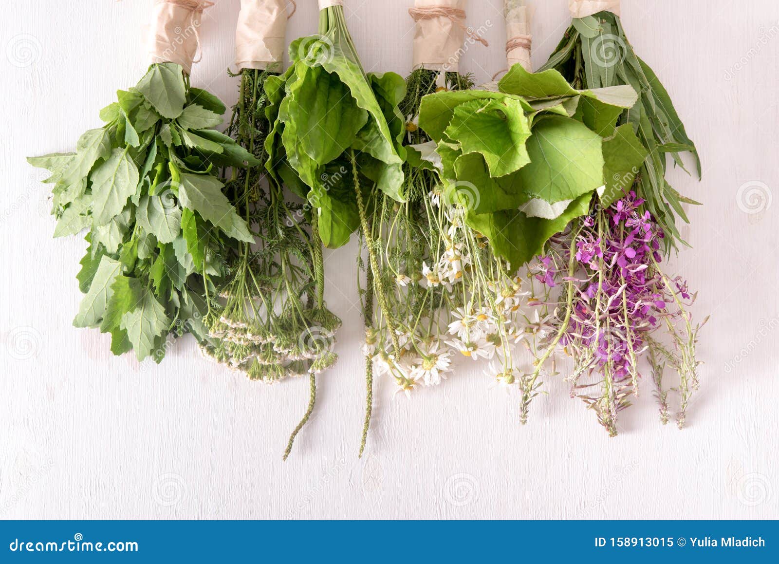 Bundles of Fresh Medicinal Plants on the Table Stock Image - Image of ...