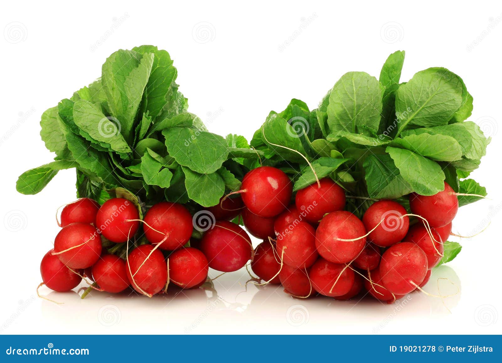 Bundles of fresh radishes stock photo. Image of grown - 19021278