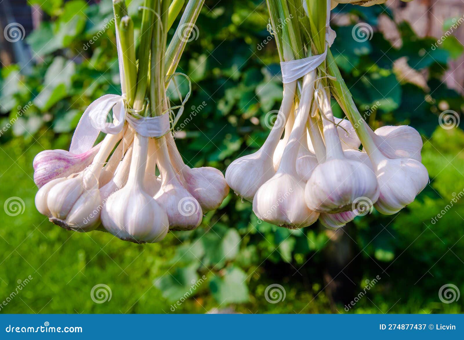 Bundles of Garlic are Dried in the Open Air Stock Image - Image of ...