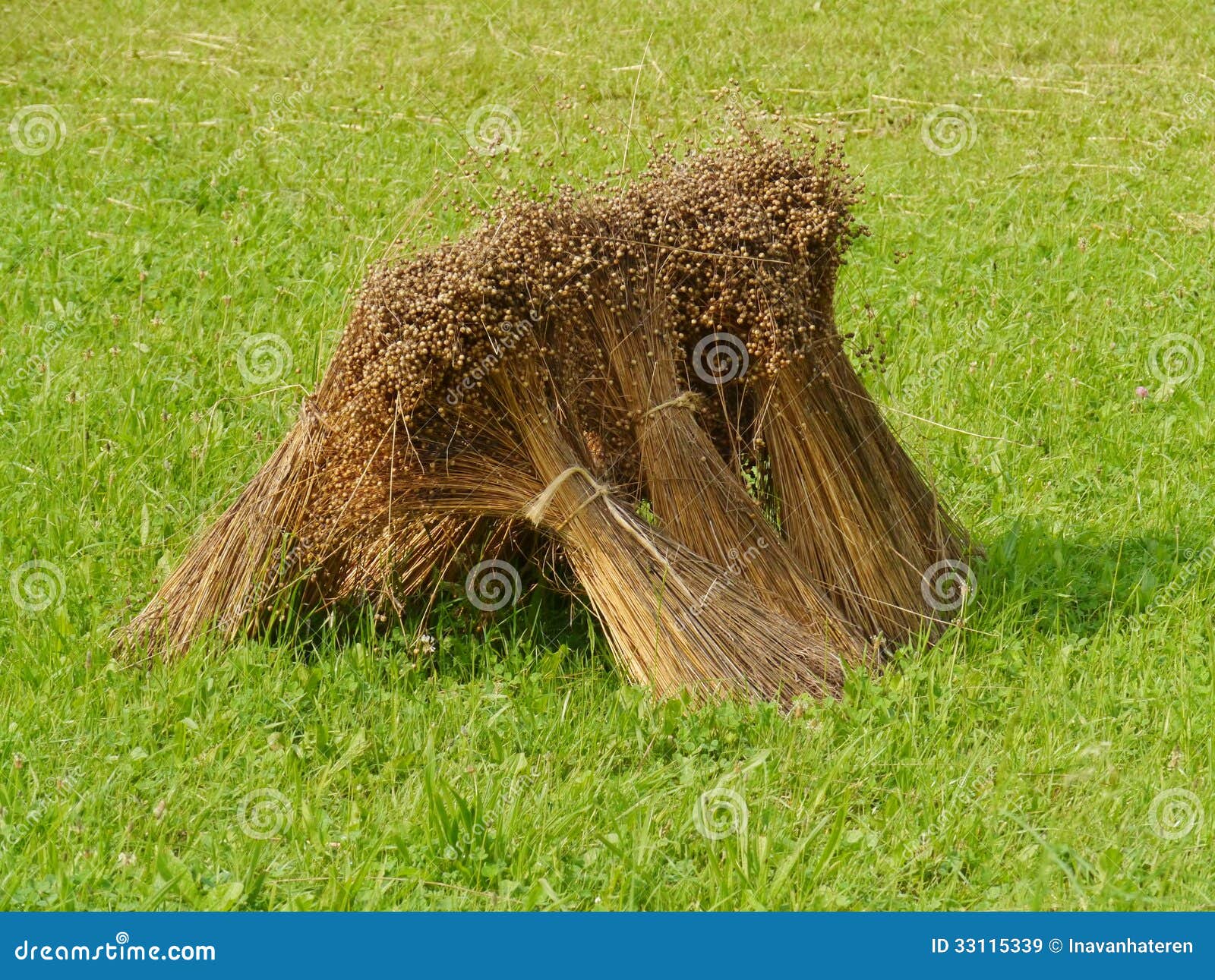 Bundles of grain stock image. Image of idyllic, bundle - 33115339